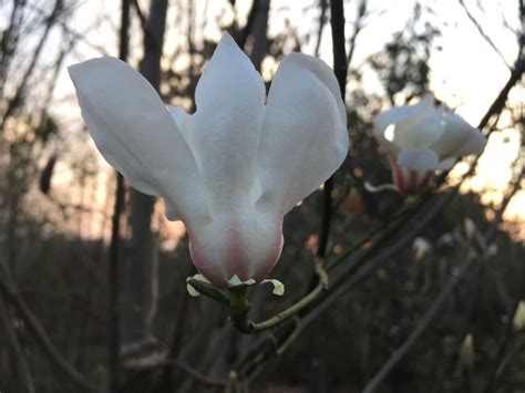 又是一年春來到感受來自春天的氣息 每日頭條