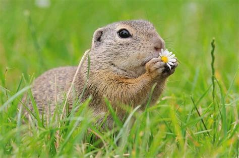 Macedonia European Mammals