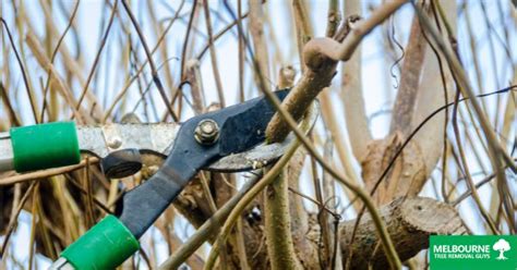 What Is Tree Pruning Understanding The Basics Melbourne Tree Removal