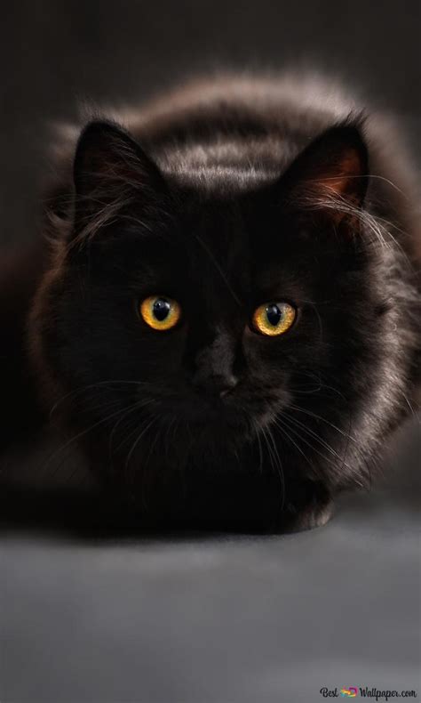 Cute Black Cat 2k Wallpaper Download