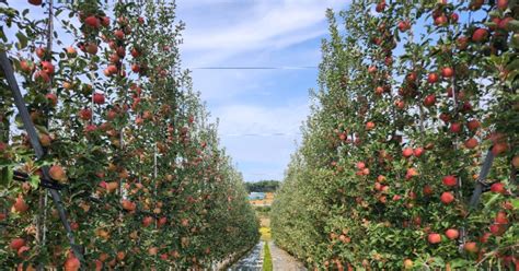 벽면형 사과나무 노동력↓·수확량↑…사과 다축 과원 신기술 확대