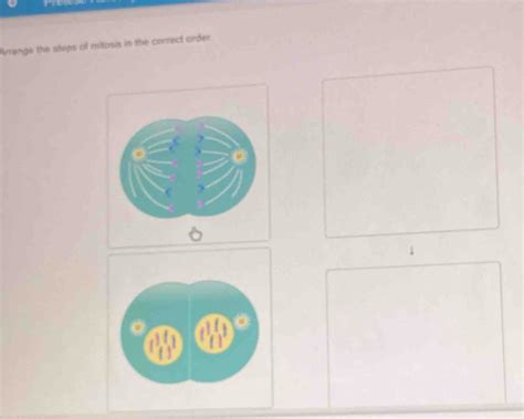 arrange the steps of mitosis in the correct order [algebra]