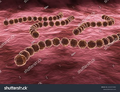 Streptococcus Pyogenes Highly Infectious Pathogenic Bacterium Stock Illustration 2032571801