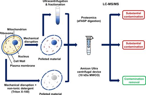 yeast cell structure