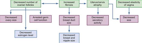 Female Genital And Reproductive Function Basicmedical Key
