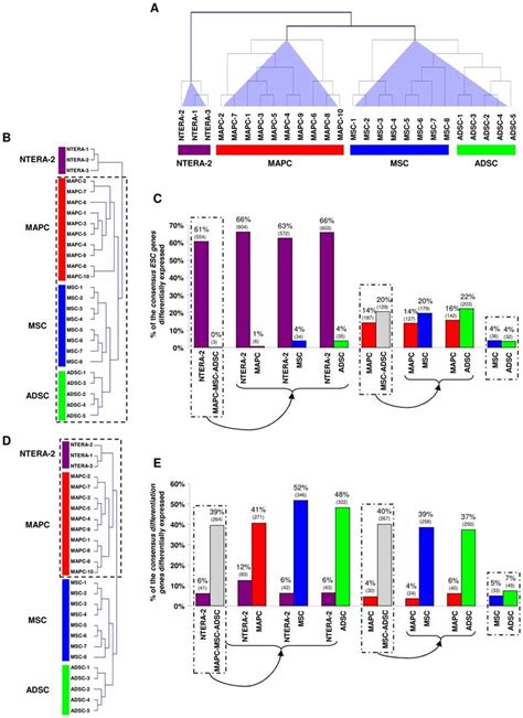 hierarchical clustering and supervised analysis of consensus esc genes