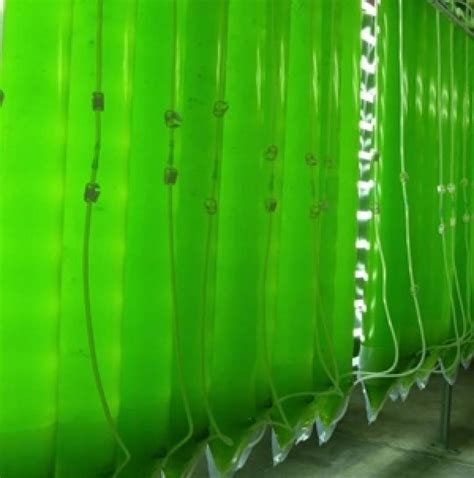 New Project Explores Using Algae To Produce Speciality Oils Ucl News