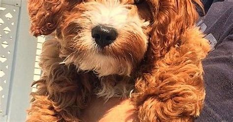 Puppy Dumpthese Cuties Are Cavapoos And I Hope To Own One Soon