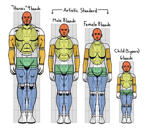 Human Male Proportions
