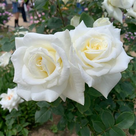 The 12 Most Beautiful White Flowers To Plant In Your Garden