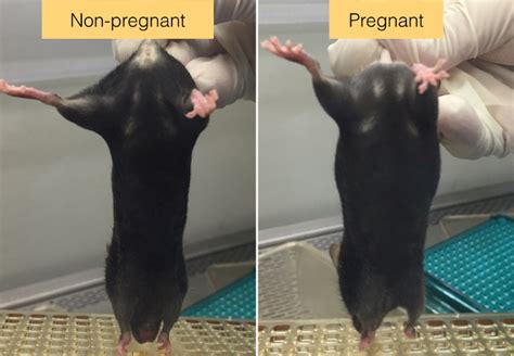 Pregnant Mouse Stages