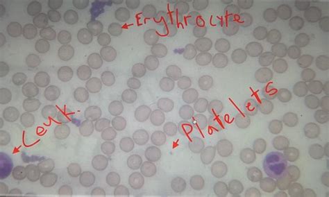 Solved Describe The Function And Appearance Of The Five Main