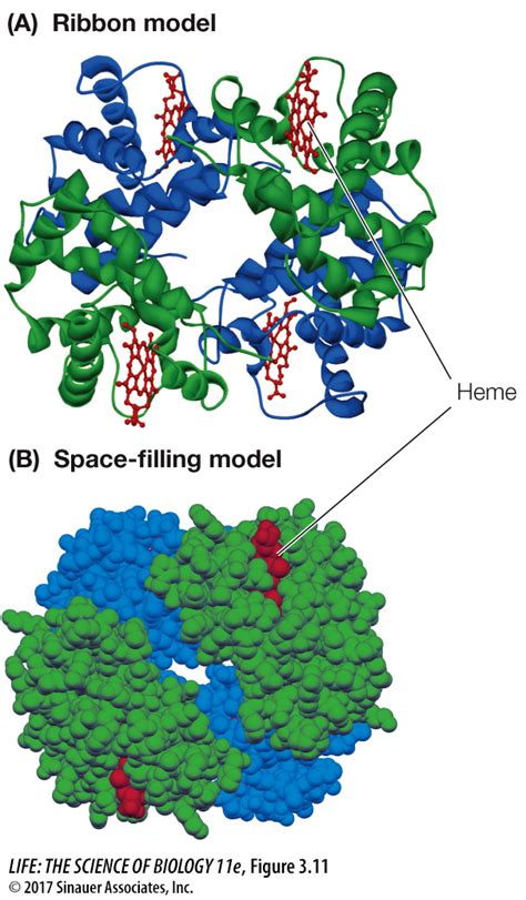 Quaternary Structure Of Hemoglobin Why Does Haemoglobin Show Both