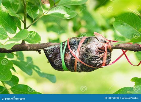 Air Layering For Plant Propagation Reproduction Technique For Agriculture Stock Image