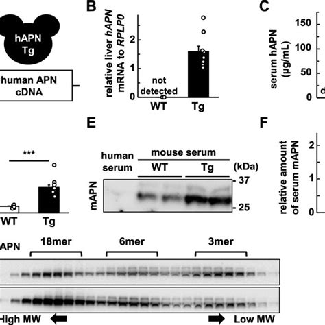 Comparison Of Adiponectin Expression In Subcutaneous Adipose Tissue Of