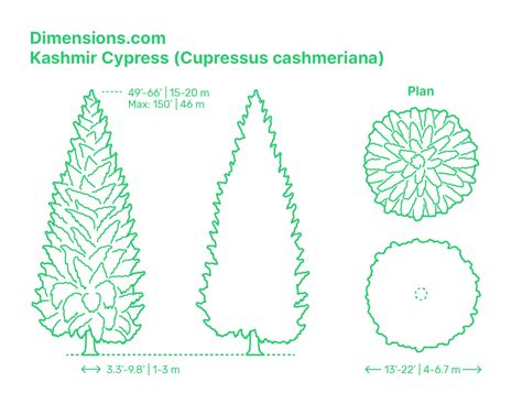 Temperate Forest Plants Dimensions And Drawings