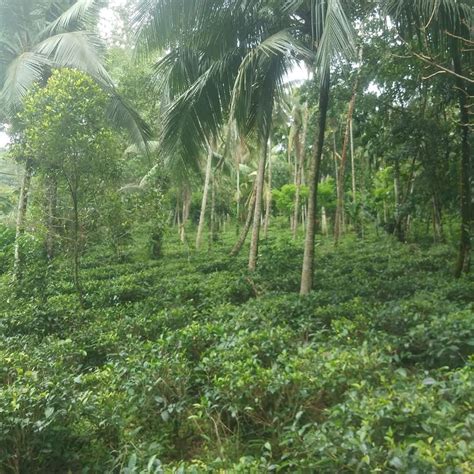 ඉඩම් නිවාස හා දේපල විකිණීම් ඉඩම් නිවාස හා දේපල විකිණීම්