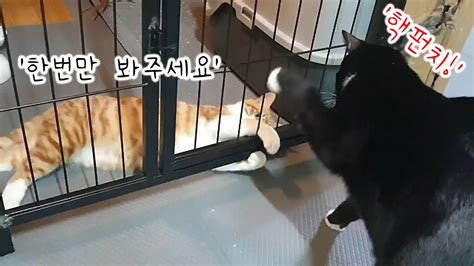 고양이 합사 과정 첫대면 했습니다 Youtube