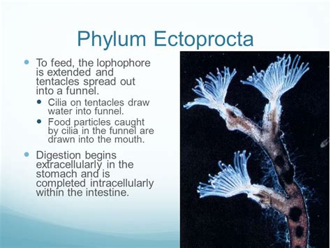 Phylum Ectoprocta Phylum Ectoprocta