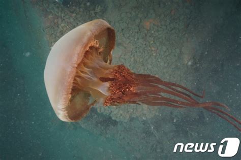 영원히 살 수도 해파리에 늙지 않는 비밀 숨겨져 있다 네이버 블로그
