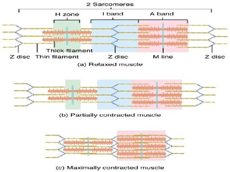 Excitation Contraction Coupling Excitation Contraction Coupling