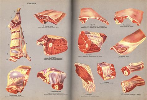 Говядина разделка туши схема с описанием и фото