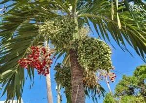 30 Different Types Of Palm Trees Their Identifying Features