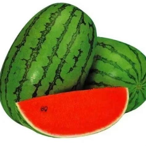 Jual Benih Biji Semangka Hibrida Merah Lonjong Gajah 15 Butir Shopee Indonesia