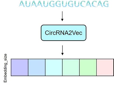 Encoding Scheme Of Circrna2vec Download Scientific Diagram