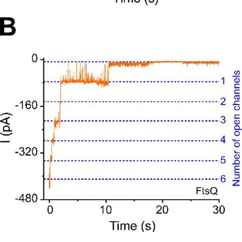 Electrophysiology Of Secyeg Rnc Ftsq A Electrophysiological Record