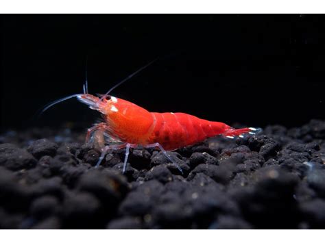 Super Crystal Red Shrimp Caridina Logemanni 449