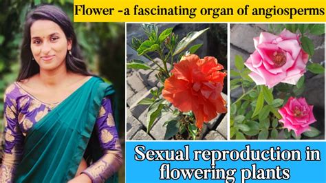 Flower A Fascinating Organ Of Angiosperms Sexual Reproduction In Flowering Plants NCERT NEET L 1