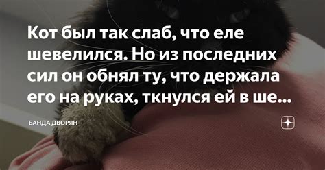Кот был так слаб что еле шевелился Но из последних сил он обнял ту что держала его на руках