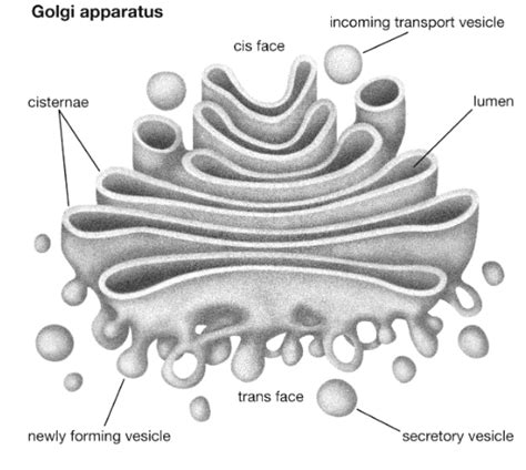 Cis Golgi Network