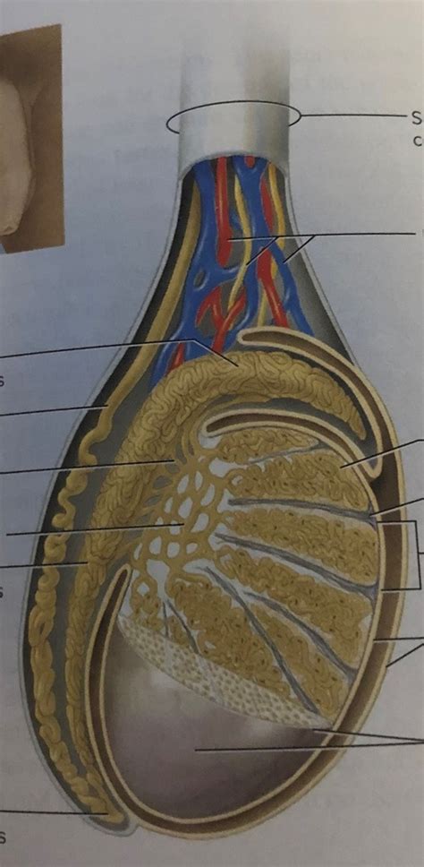 Testis And Epididymis Diagram Quizlet Testis And Epididymis Diagram Quizlet