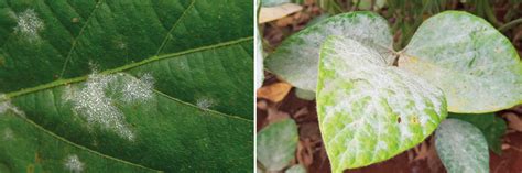 How To Be Successful In Managing Diseases In The Soybean Crop Revista