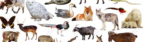 Find A Unique Subarray Indexes In A Unique Array 4 Types 🐤🦆🐦🐧🦃