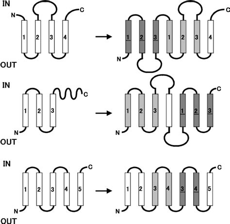 Figure 1 From Transmembrane Protein Evolution By Internal Gene
