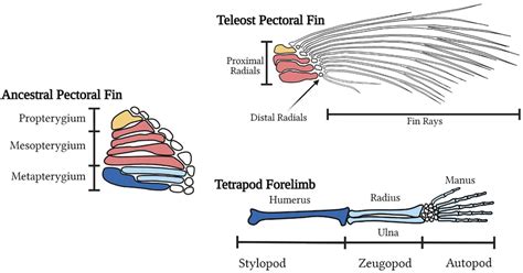 The Teleost Pectoral Fin Is Based On Zebrafish Fin Morphology While