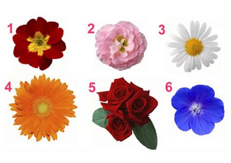 საჩუქრად რომელი ყვავილის მიღების სურვილიც გაქვთ ის გვიამბობს თქვენი ქალურობის საიდუმლოს