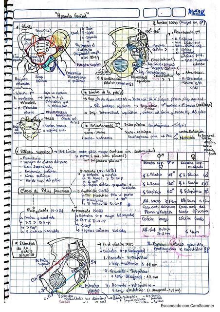 Anatom A Y Fisiolog A Del Aparato Genital F E D Udocz