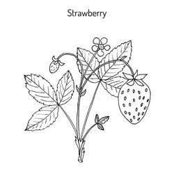 Strawberry Plant Leaves Line Art Royalty Free Vector Image
