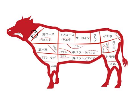 ネック首まわりにあるかためのお肉なので煮込み料理にグッド 牛肉ガイドブック