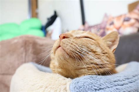 あごのせ麦茶 かご猫 Blog