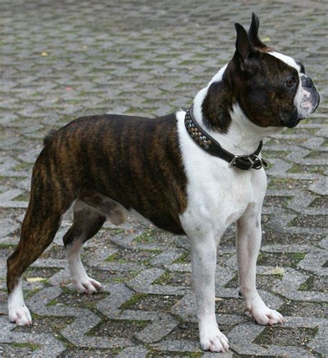 What Color Are Boston Terriers