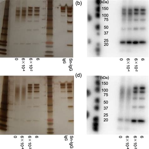 Detection Of Ros Using Luminol Assay A Sa Was Added At Different