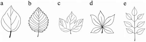 Diagrammatic Representation Of Several Leaf Morphologies Including