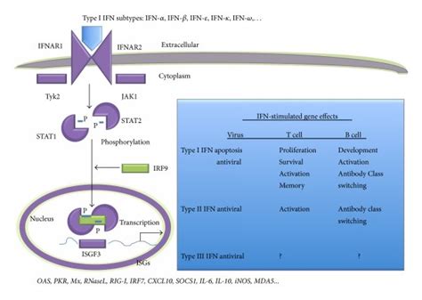 Signal Transduction Pathway For Type I Ifns And A Summary Of Key Isg