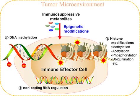 Frontiers Metabolites In The Tumor Microenvironment Reprogram