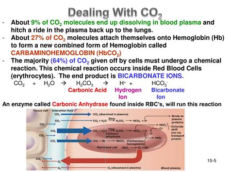 Ppt Respiration Internal Vs External Powerpoint Presentation Free